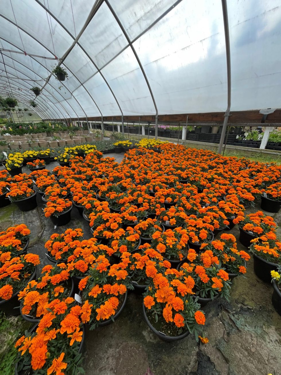 Meet Cascade Cuts, the Plant Nursery You Need to Know About ...