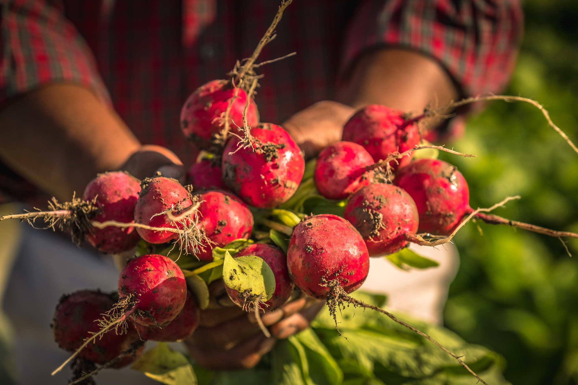 Sustainable Connections